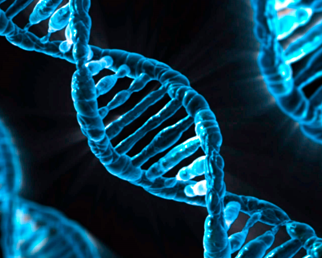 Muscle Mass and Genetics